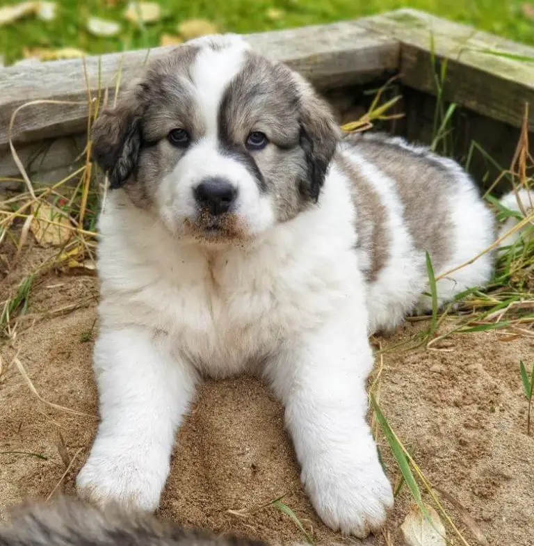 15 Photos Of Pyrenean Mastiff Puppies That Make Everyone Fall In Love ...