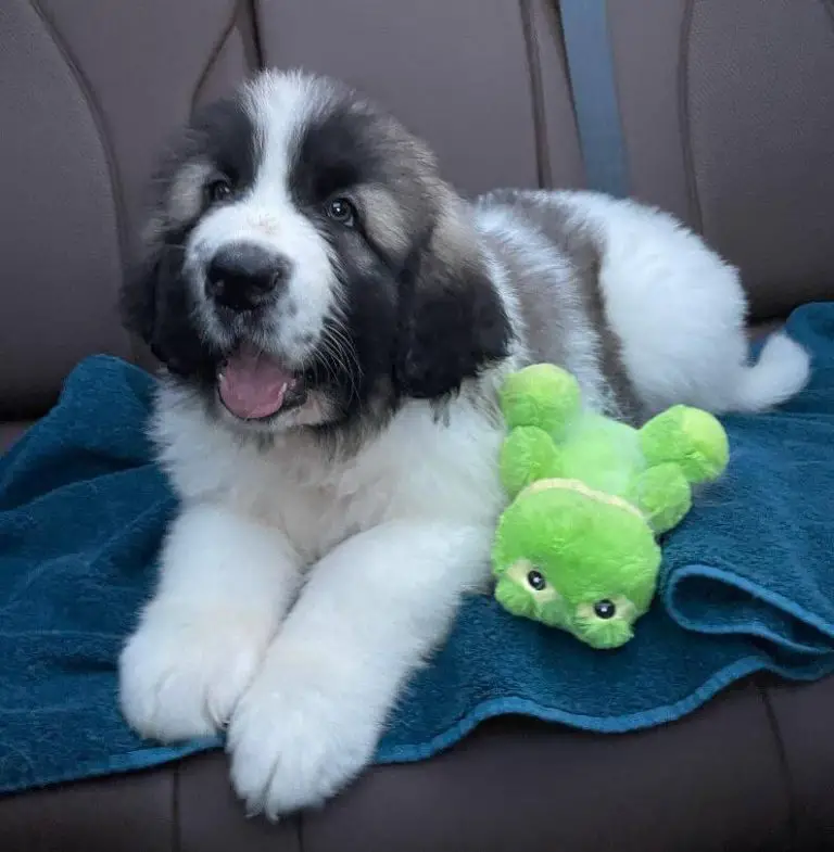 15 Photos Of Pyrenean Mastiff Puppies That Make Everyone Fall In Love ...
