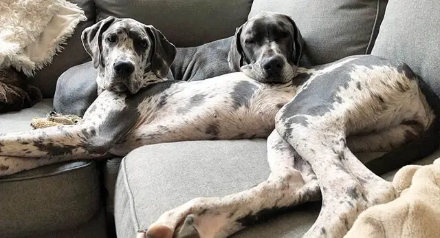 The Benefits of Training and Bonding With Your Dog - ilovedogscute.com