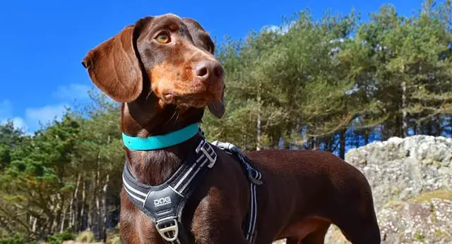 The Benefits of a Healthy Diet for Your Dog - ilovedogscute.com