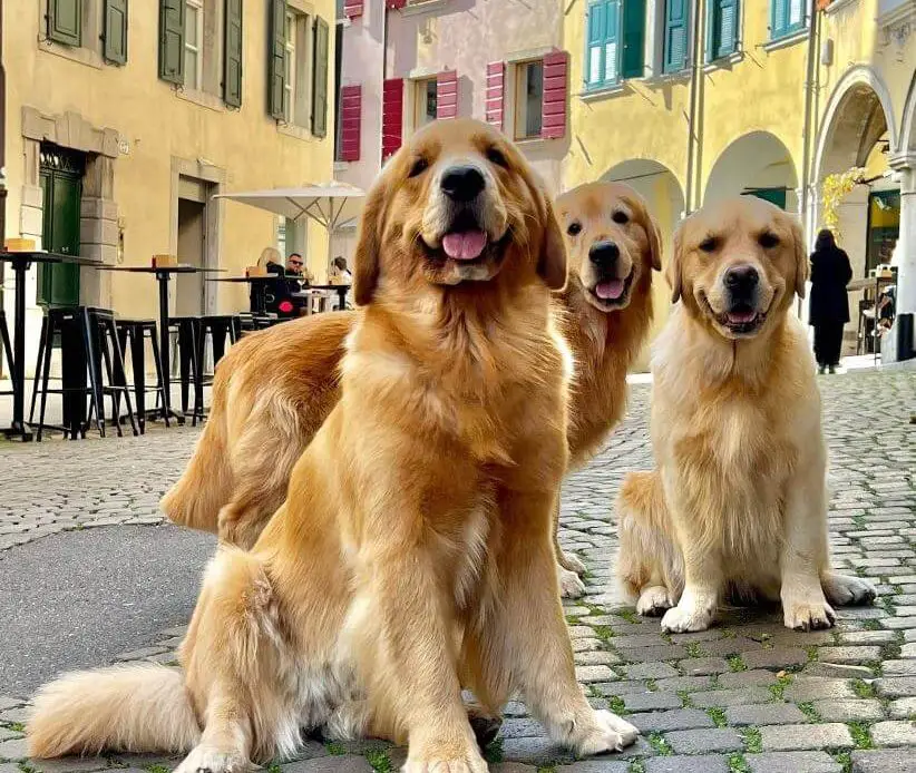 The Best Ways to Reward Your Dog for Good Behavior - ilovedogscute.com