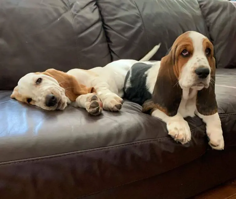 The Most Common Health Issues in Dogs and How to Prevent Them ...