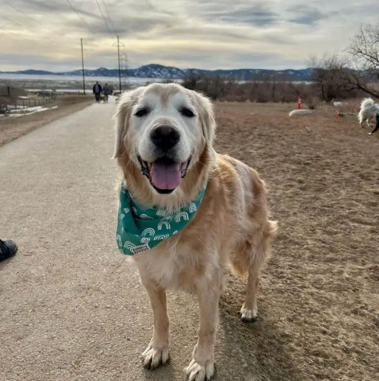 The Most Common Health Problems in Older Dogs and How to Manage Them ...