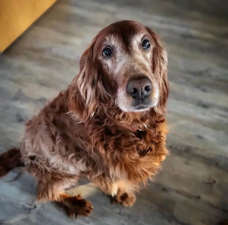 The Most Common Health Problems in Older Dogs and How to Manage Them ...