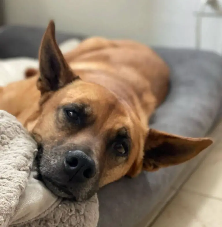 The Most Common Health Problems in Older Dogs and How to Manage Them ...