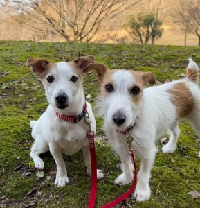 The Most Common Injuries in Dogs and How to Prevent Them ...