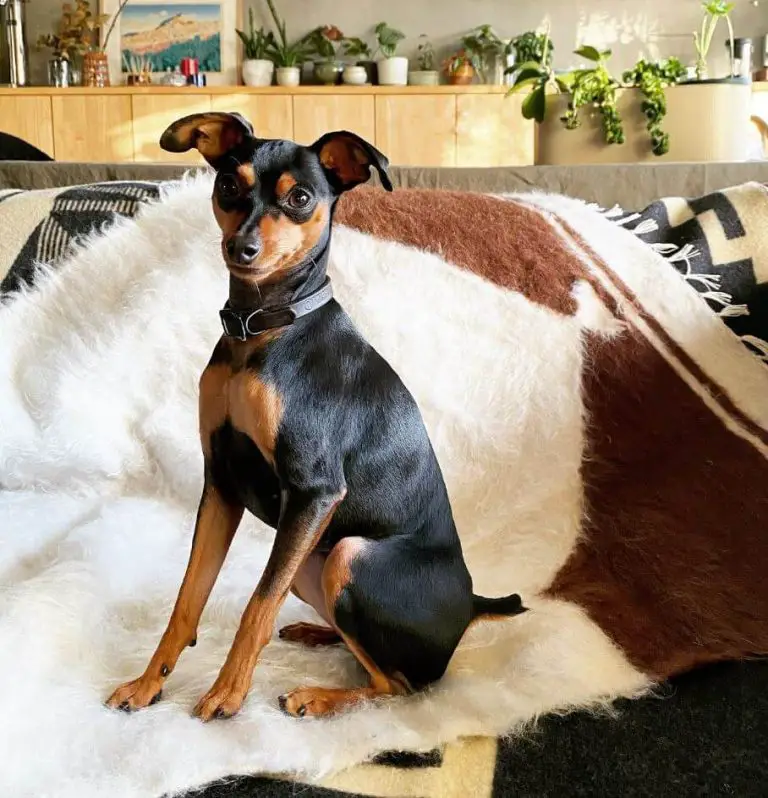 The Most Common Injuries in Dogs and How to Prevent Them ...