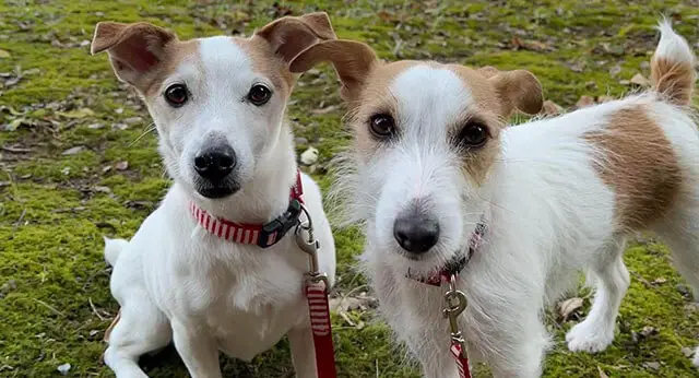 The Most Common Injuries in Dogs and How to Prevent Them ...