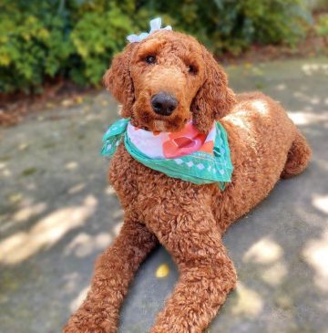The Pros and Cons of Different Types of Dog Training Methods ...