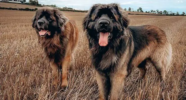 The Pros and Cons of Getting a Second Dog - ilovedogscute.com