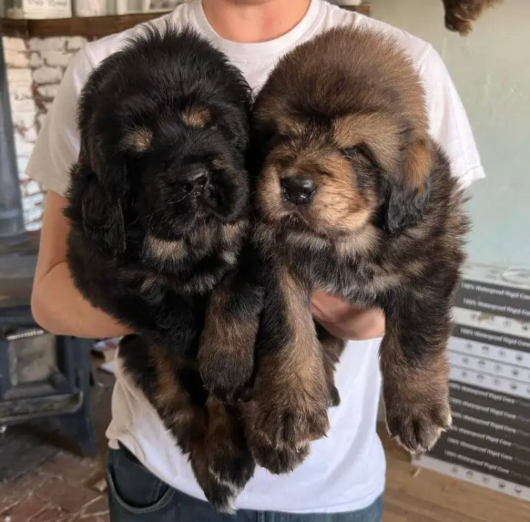 15 Photos Of Tibetan Mastiff Puppies That Make Everyone's Heart Melt ...