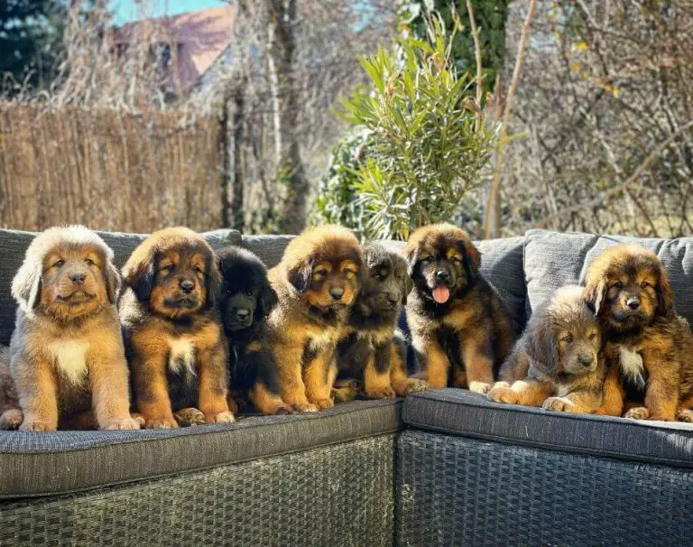 15 Photos Of Tibetan Mastiff Puppies That Make Everyone's Heart Melt ...