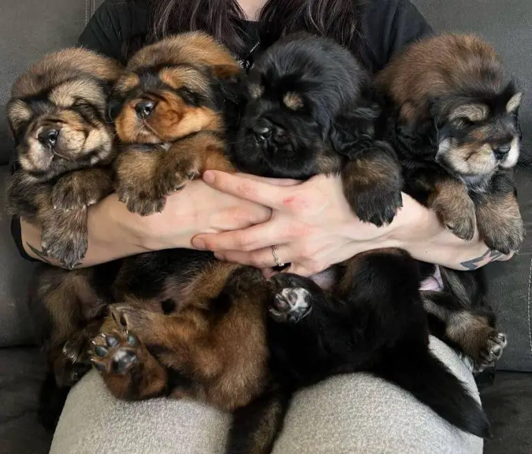 15 Photos Of Tibetan Mastiff Puppies That Make Everyone's Heart Melt - ilovedogscute.com