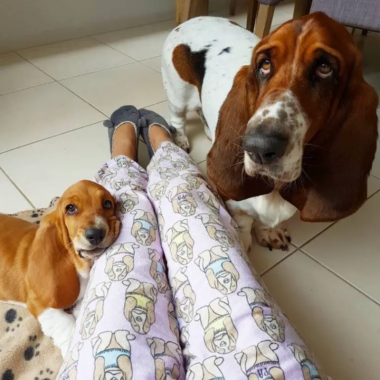 Top 15 Most Talkative Dog Breeds - ilovedogscute.com