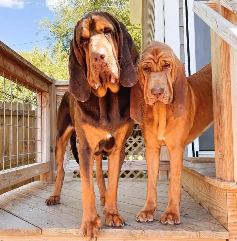 Top 15 Most Talkative Dog Breeds - ilovedogscute.com