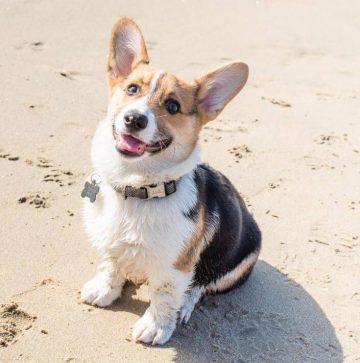 Top 15 Most Talkative Dog Breeds - ilovedogscute.com