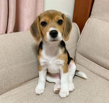 Top 15 Small Dog Breeds That Make Great Watch Dogs - ilovedogscute.com