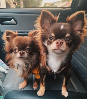 Top 15 Small Dog Breeds That Make Great Watch Dogs - ilovedogscute.com