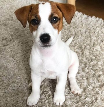 Top 15 Small Dog Breeds That Make Great Watch Dogs - ilovedogscute.com