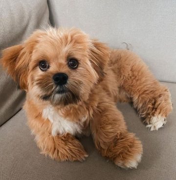 Top 15 Small Dog Breeds That Make Great Watch Dogs - ilovedogscute.com