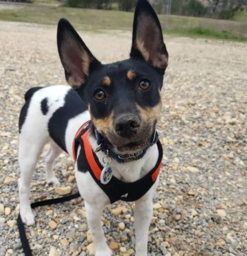 Top 15 Small Dog Breeds That Make Great Watch Dogs - ilovedogscute.com