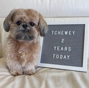 Top 15 Small Dog Breeds That Make Great Watch Dogs - ilovedogscute.com