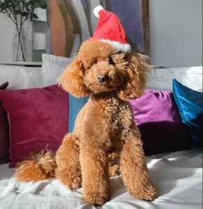 Top 15 Small Dog Breeds That Make Great Watch Dogs - ilovedogscute.com