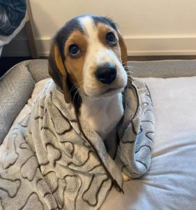 15 Adorable Photos Of Treeing Walker Coonhound Puppies With Sweet ...