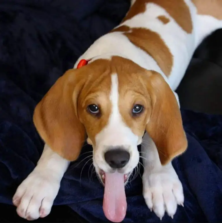 15 Adorable Photos Of Treeing Walker Coonhound Puppies With Sweet ...