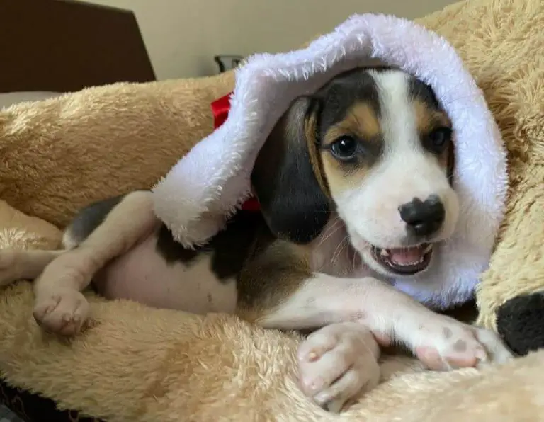 15 Adorable Photos Of Treeing Walker Coonhound Puppies With Sweet ...