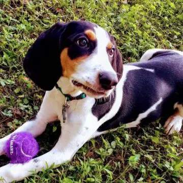 15 Adorable Photos Of Treeing Walker Coonhound Puppies With Sweet ...