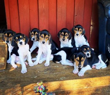 15 Adorable Photos Of Treeing Walker Coonhound Puppies With Sweet ...