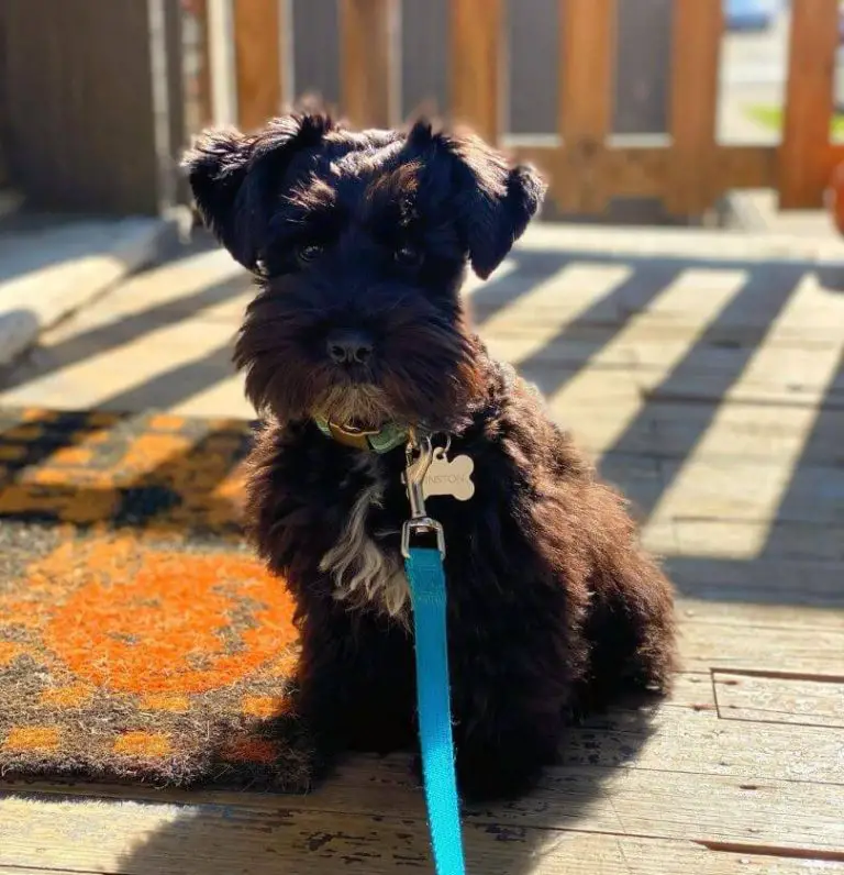 Understanding Your Dog's Bark: Different Types of Barking and What They ...