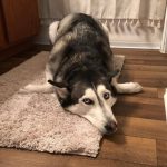 Understanding and Managing Whining in Dogs - ilovedogscute.com