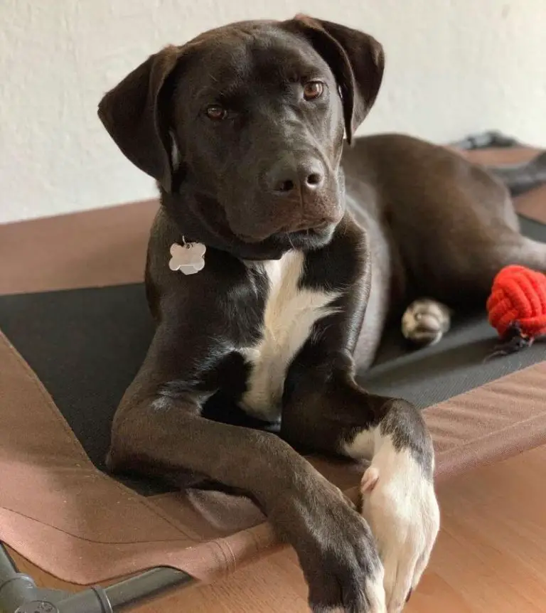 Understanding and Managing Whining in Dogs - ilovedogscute.com