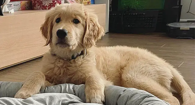 Understanding and Managing Whining in Dogs - ilovedogscute.com