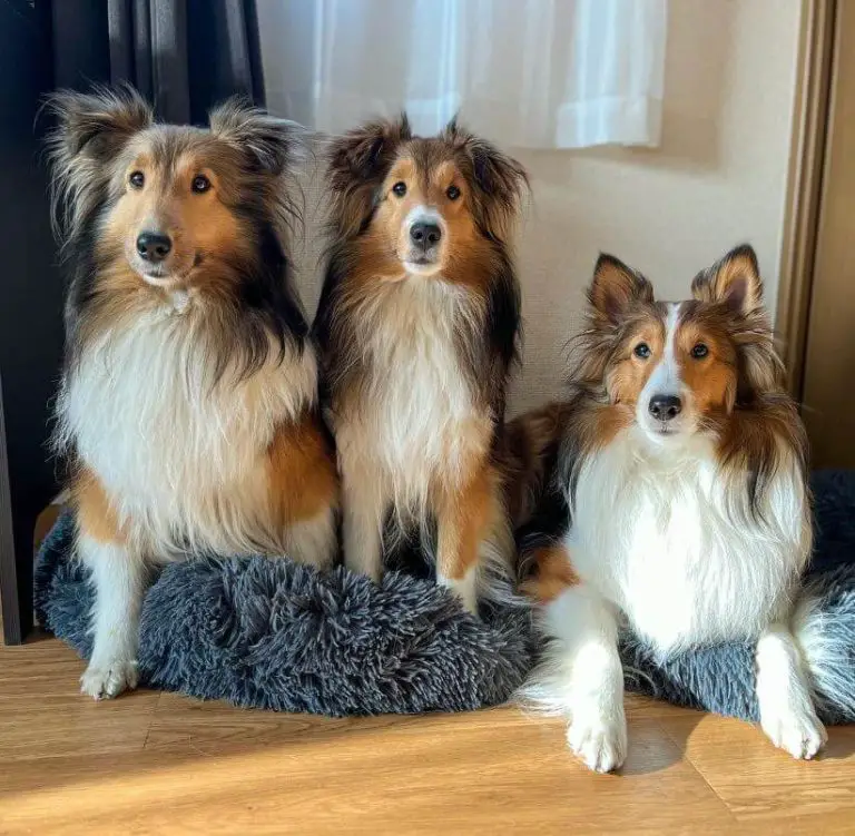 10 Essential Commands Every Dog Should Know - ilovedogscute.com 10 Essential Commands Every Dog Should Know - ilovedogscute.com