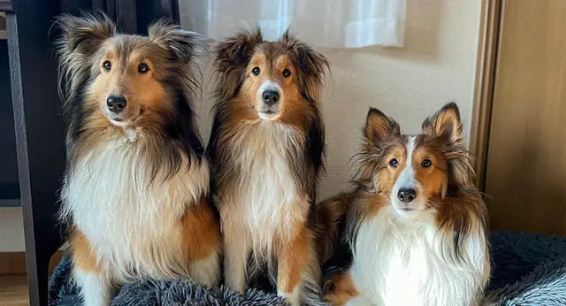 10 Essential Commands Every Dog Should Know - ilovedogscute.com 10 Essential Commands Every Dog Should Know - ilovedogscute.com