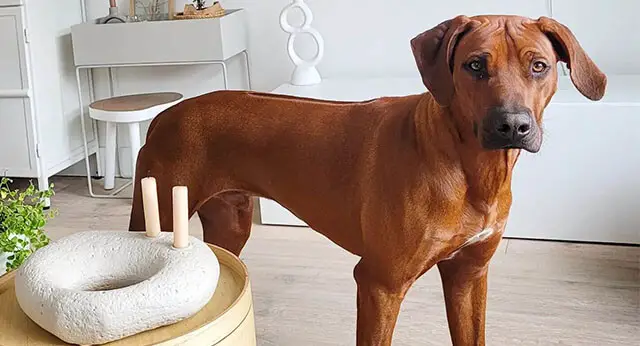 10 Fun Facts About Rhodesian Ridgebacks - ilovedogscute.com