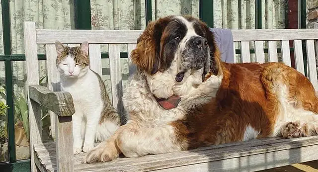 10 Fun Facts About Saint Bernards - ilovedogscute.com