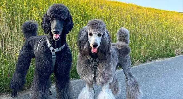 10 Fun Facts About Standard Poodles - ilovedogscute.com