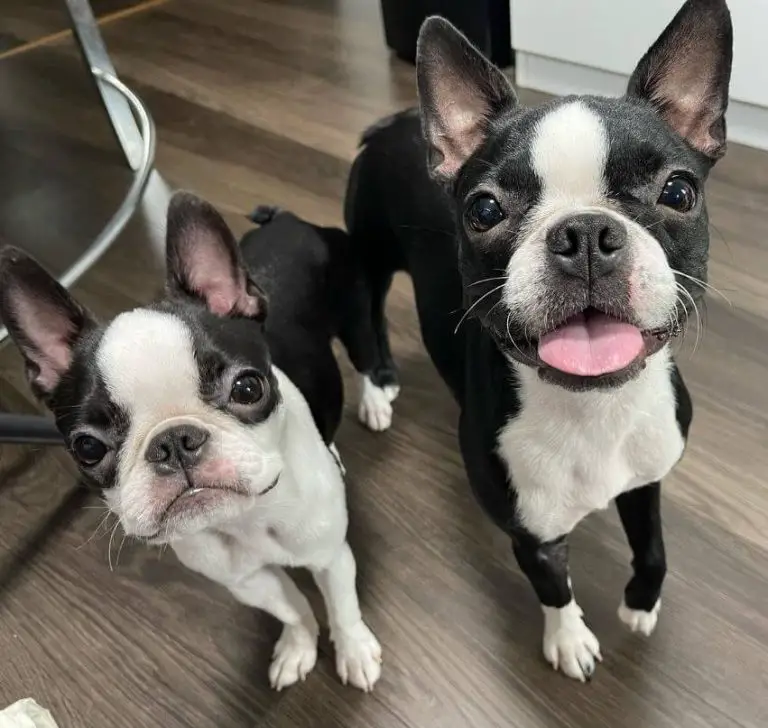 15 Best Dog Breeds For Single People - ilovedogscute.com