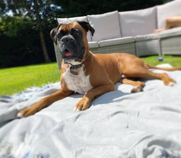 15 Best Dog Breeds For Single People - ilovedogscute.com