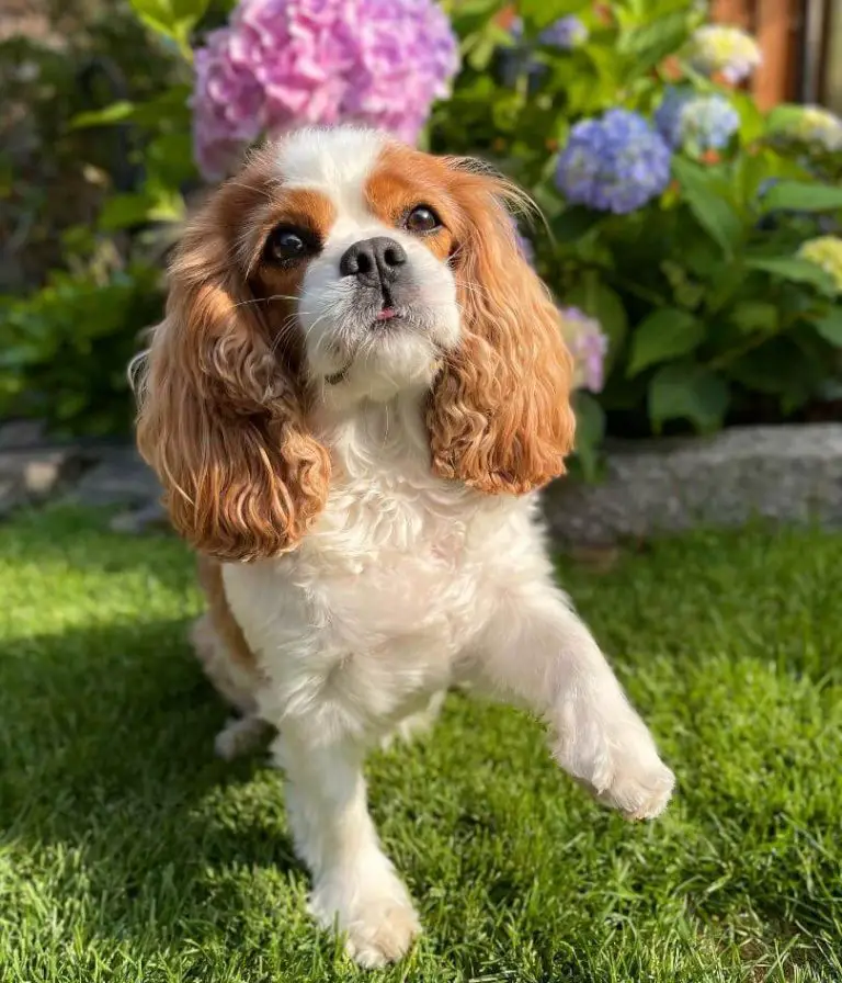 15 Best Dog Breeds For Single People - ilovedogscute.com