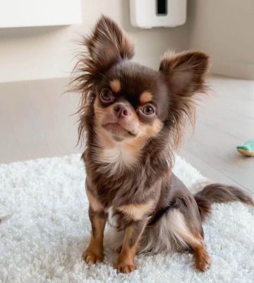 15 Best Dog Breeds For Single People - ilovedogscute.com