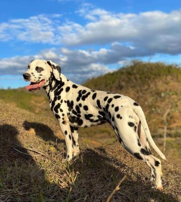 15 Best Dog Breeds For Single People - ilovedogscute.com