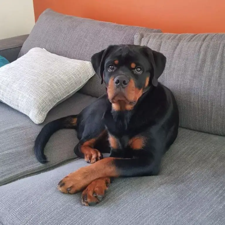 15 Best Dog Breeds For Single People - ilovedogscute.com