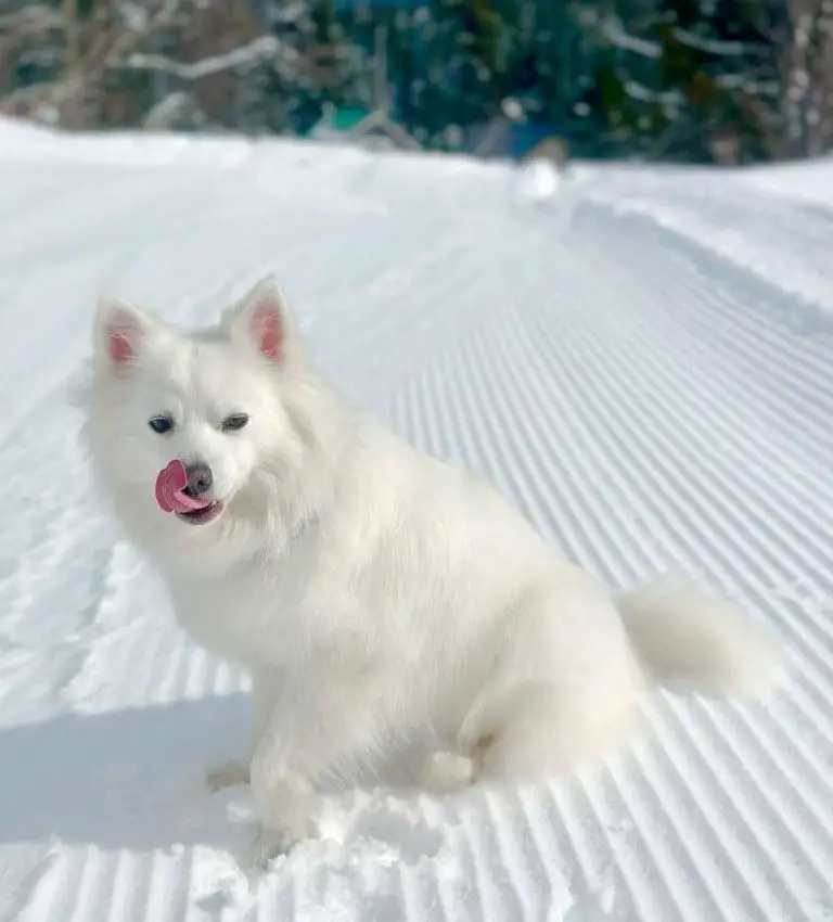 15 Best Dog Breeds for Cold Weather - ilovedogscute.com