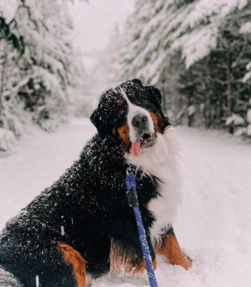 15 Best Dog Breeds for Cold Weather - ilovedogscute.com