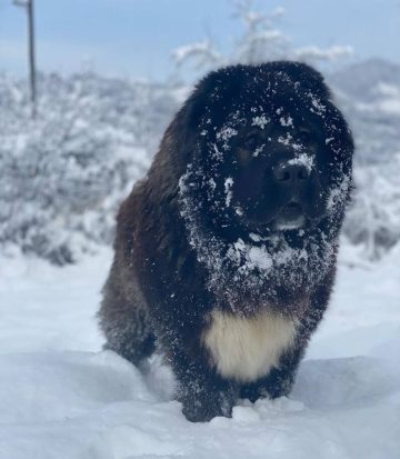 15 Best Dog Breeds for Cold Weather - ilovedogscute.com